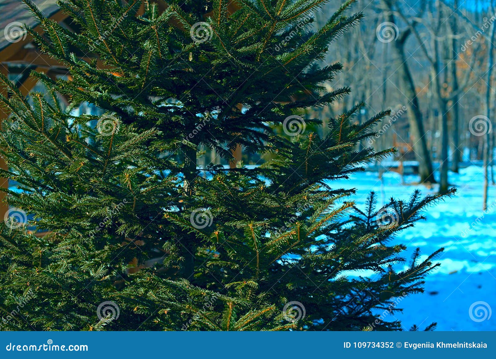 Pine Tree in the Foreground. Stock Photo - Image of land, landscape ...