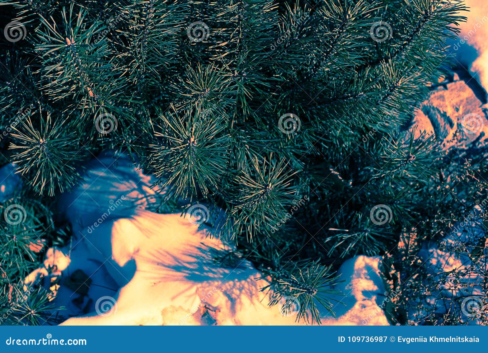 Pine Tree in the Foreground. Stock Image - Image of nursery, blue ...