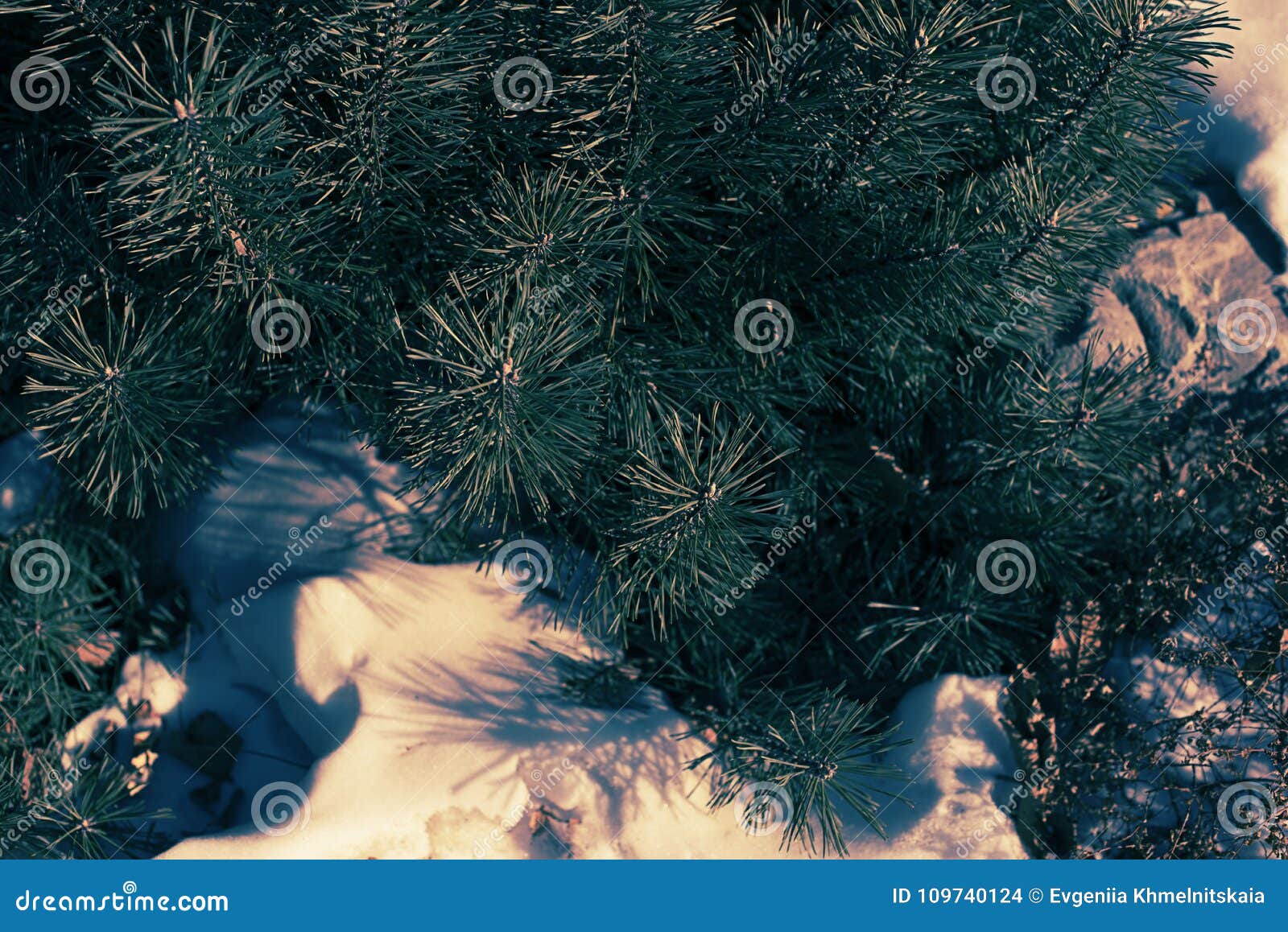 Pine Tree in the Foreground. Stock Photo - Image of green, nature ...