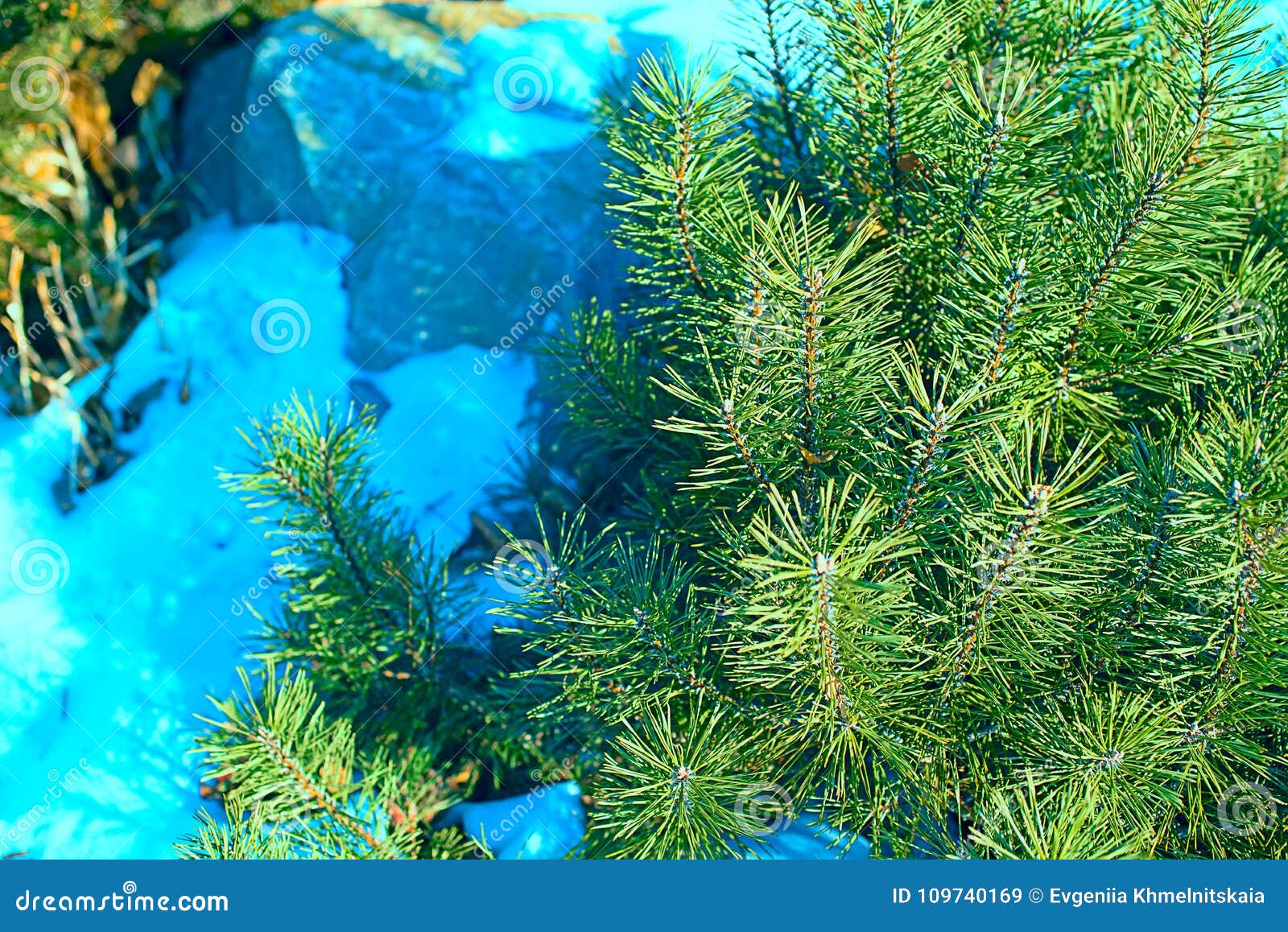 Pine Tree in the Foreground. Stock Image - Image of effect, park: 109740169