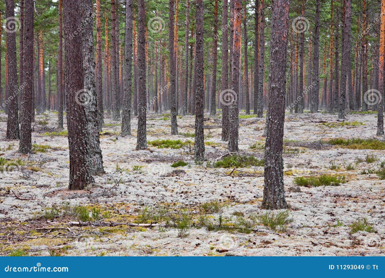 Pine tree forest stock image. Image of pines, rangiferina - 11293049