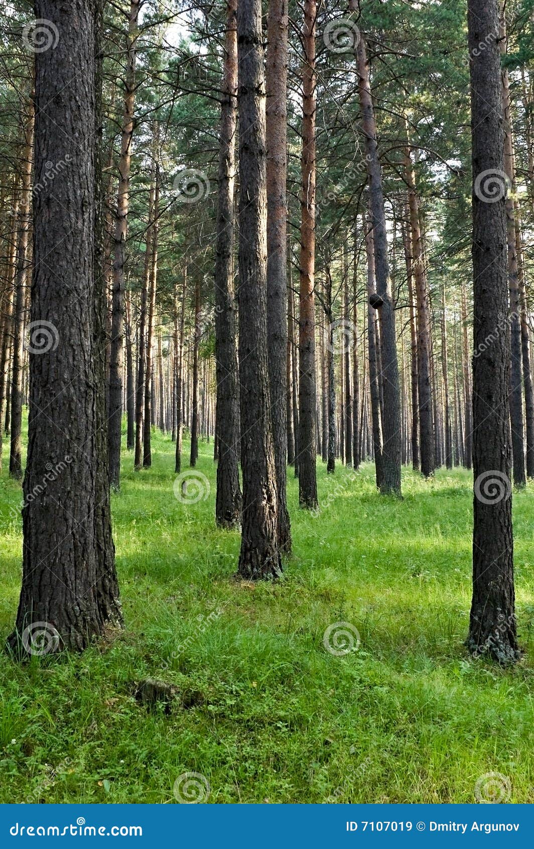 Pine tree forest stock image. Image of grass, beauty, coniferous - 7107019