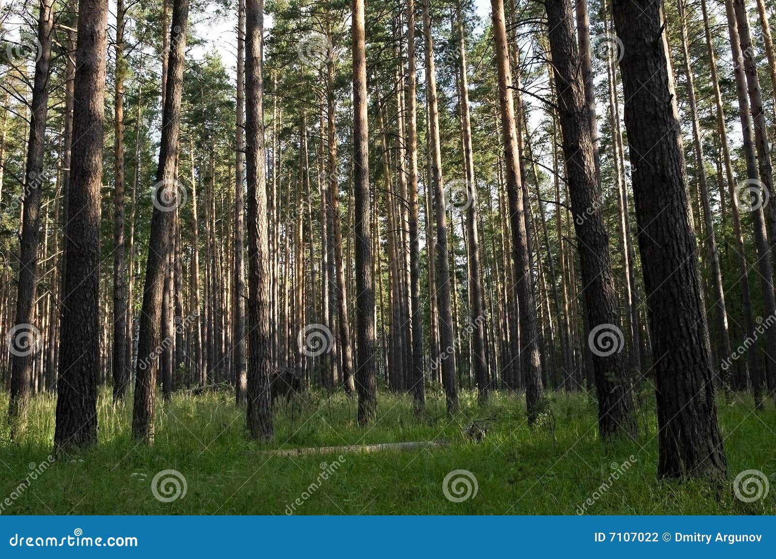 Pine tree forest stock photo. Image of plant, vertical - 7107022
