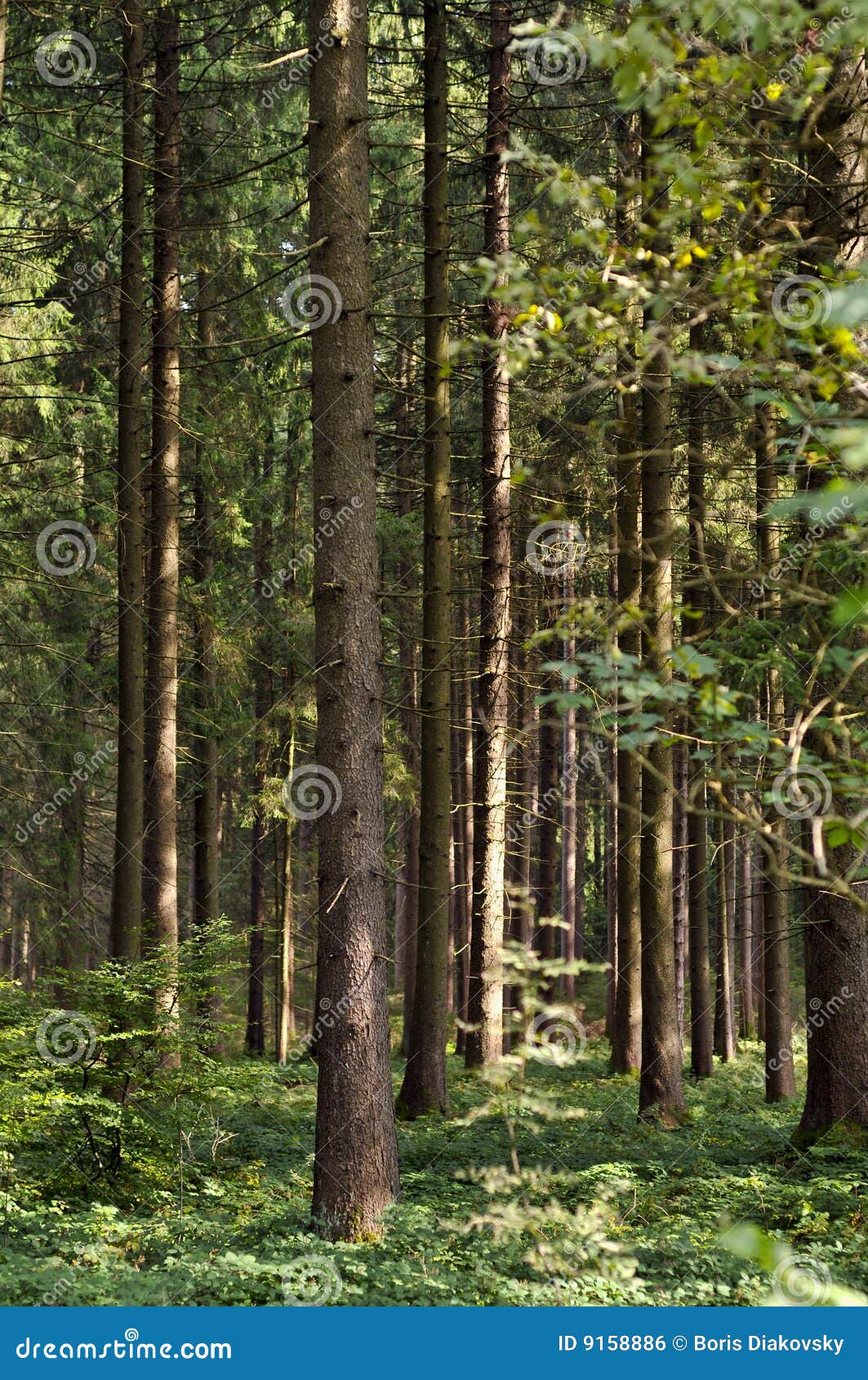 Pine tree forest stock photo. Image of root, nature, growth - 9158886
