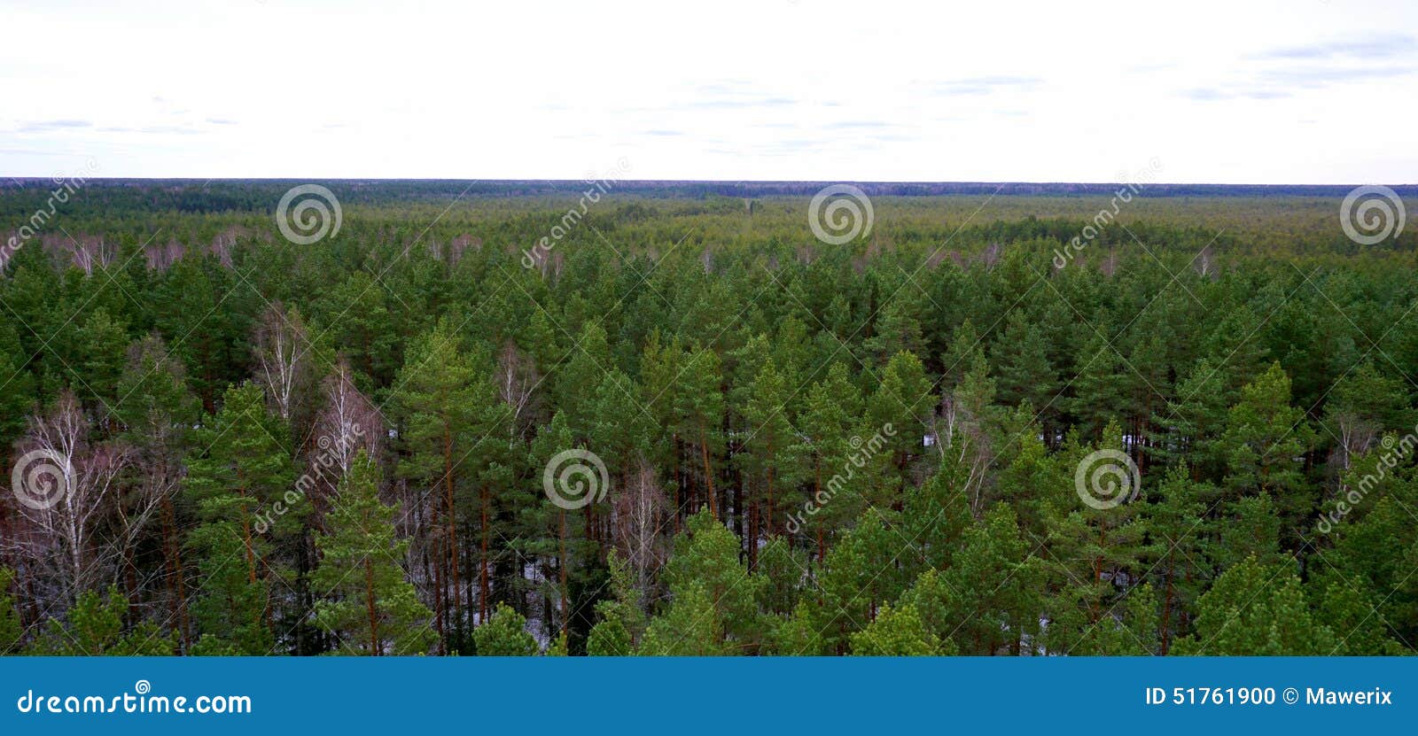 Pine Tree Forest from Above Stock Photo - Image of mountain, sunny ...