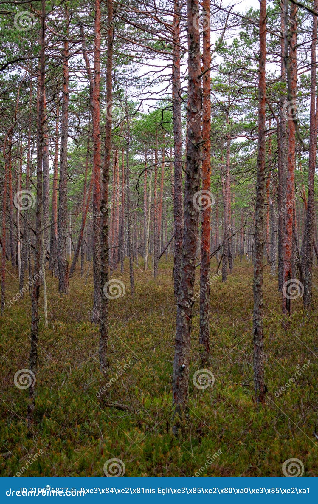 Trail For Blind And Disabled People Who Use Walking Stick While Walking ...