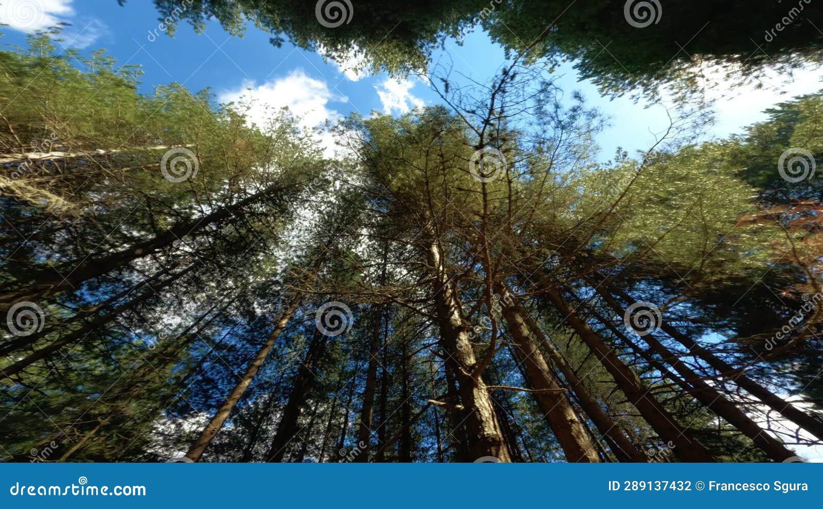 Pine Tree Forest. Bottom Up View Stock Footage - Video of forest, trunk ...