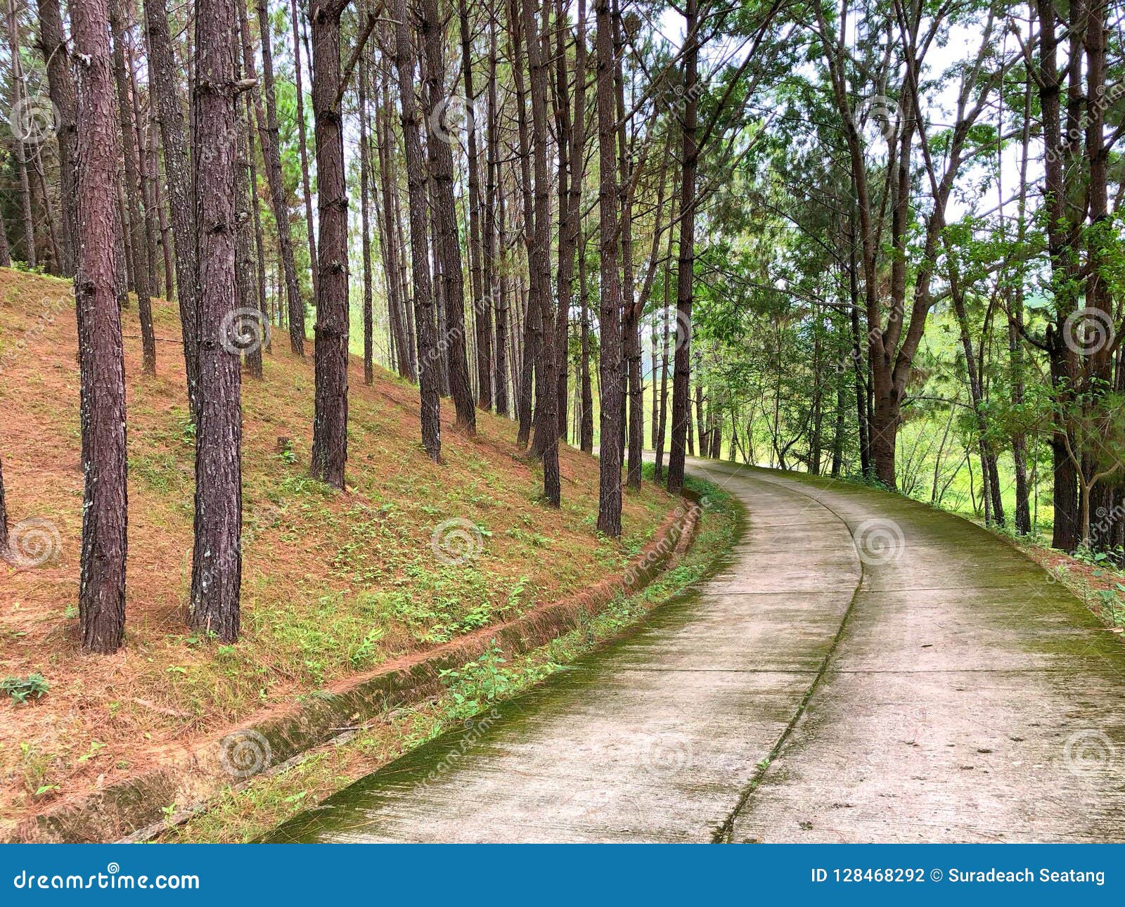 Pine Tree Forest with Cement Walkway Floor Stock Photo - Image of ...