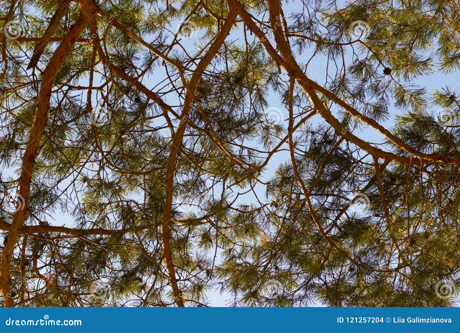 Pine tree close up stock photo. Image of coniferous - 121257204