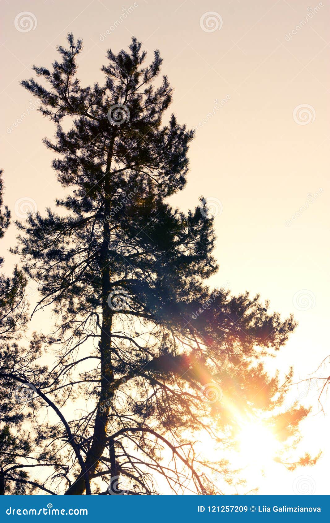 Pine tree close up stock image. Image of season, tree - 121257209