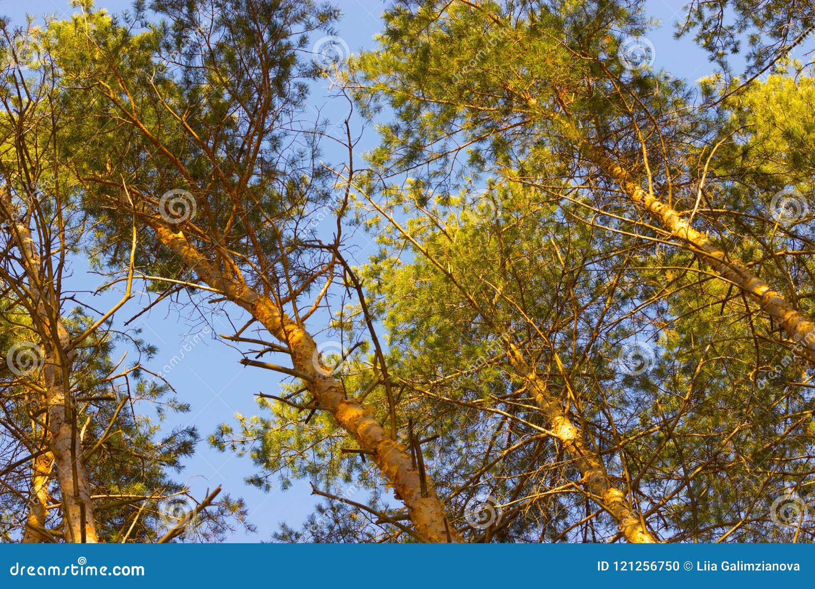 Pine tree close up stock photo. Image of close, culture - 121256750