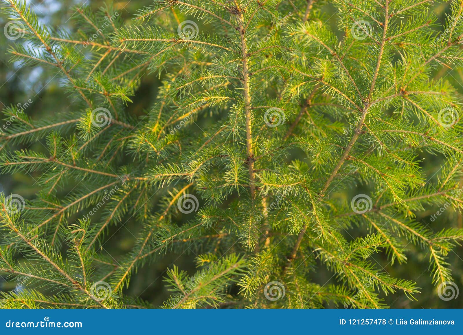 Pine tree close up stock photo. Image of grass, green - 121257478