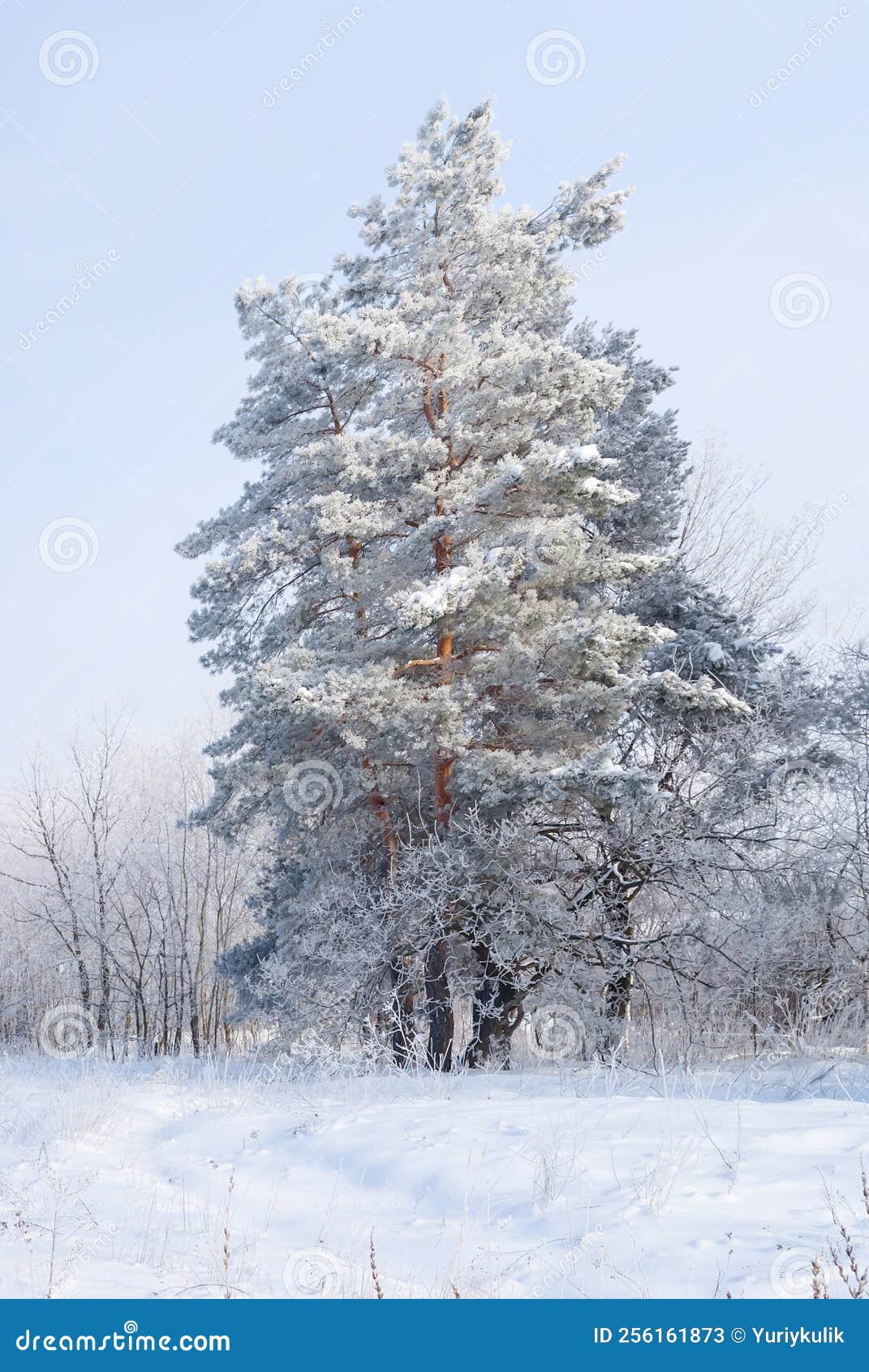 Pine Tree Forest Covered by Snow Stock Image - Image of covered, glade ...