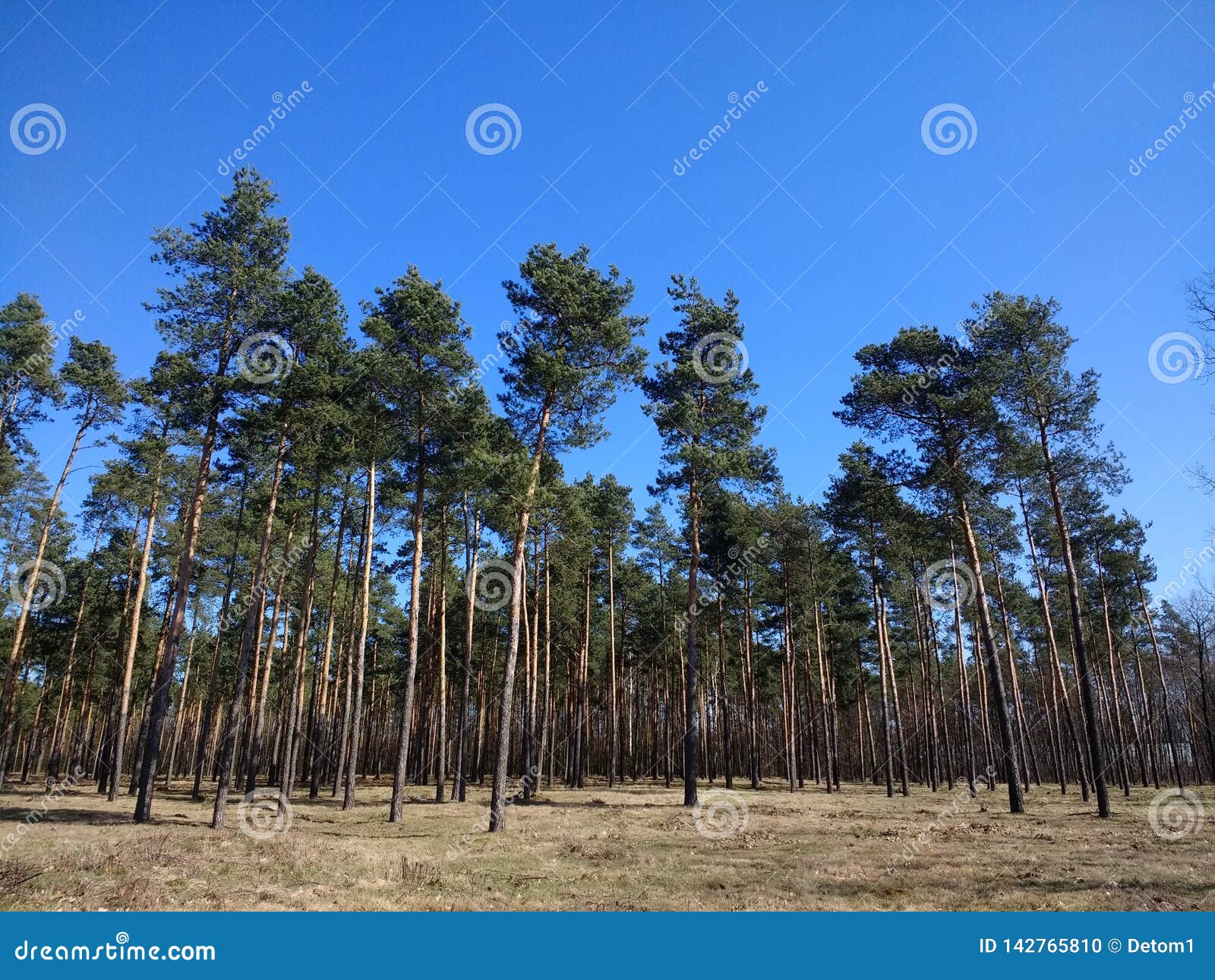 Pine Tree Forest Pine Tree Cultivation Europe Stock Photo - Image of ...