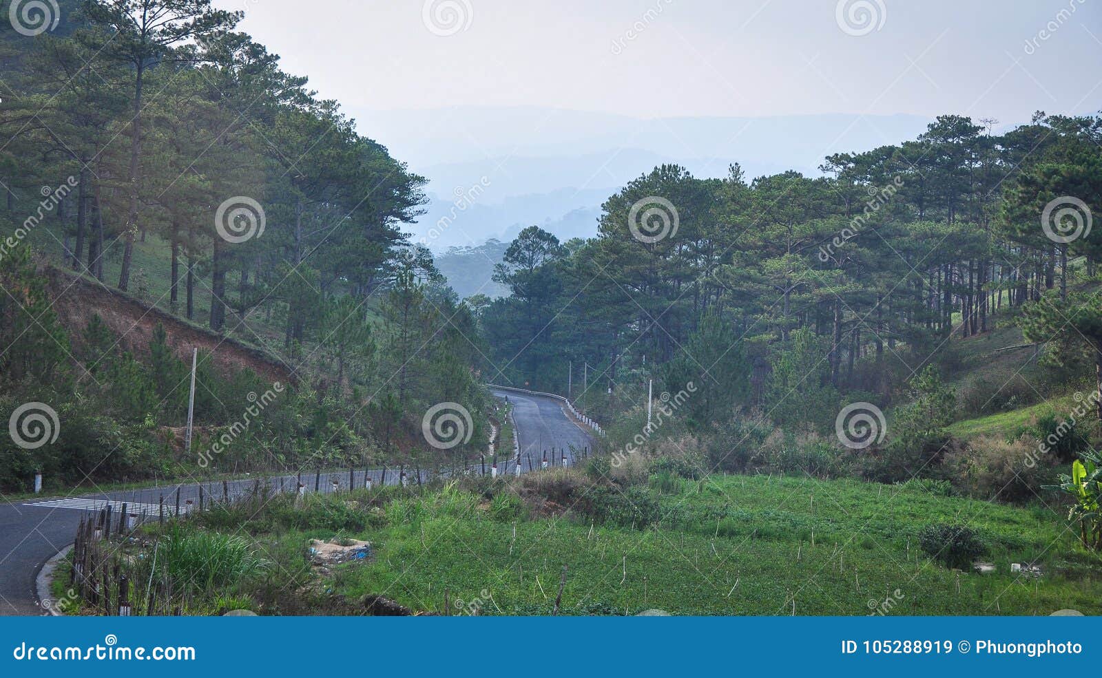 Pine Tree Forest in Dalat, Vietnam Stock Image - Image of hill, grass ...