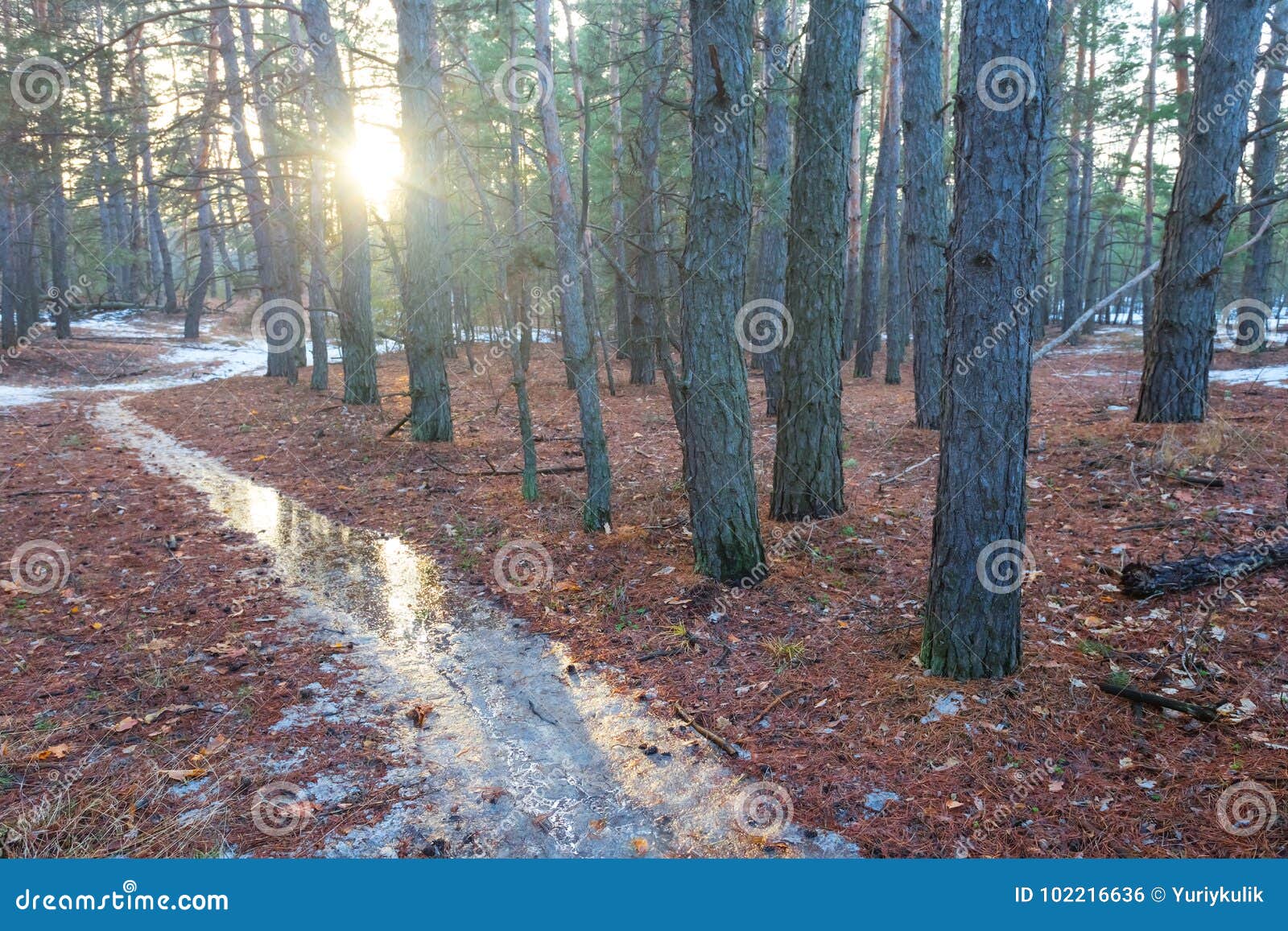 Spring Pine Tree Forest at the Sunset Stock Photo - Image of thicket ...