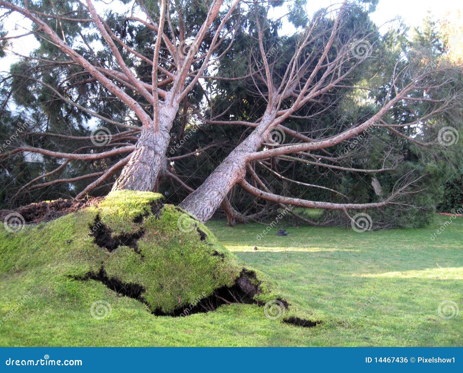 Pine Tree Forest and Fallen Tree Stock Photo - Image of green, national ...