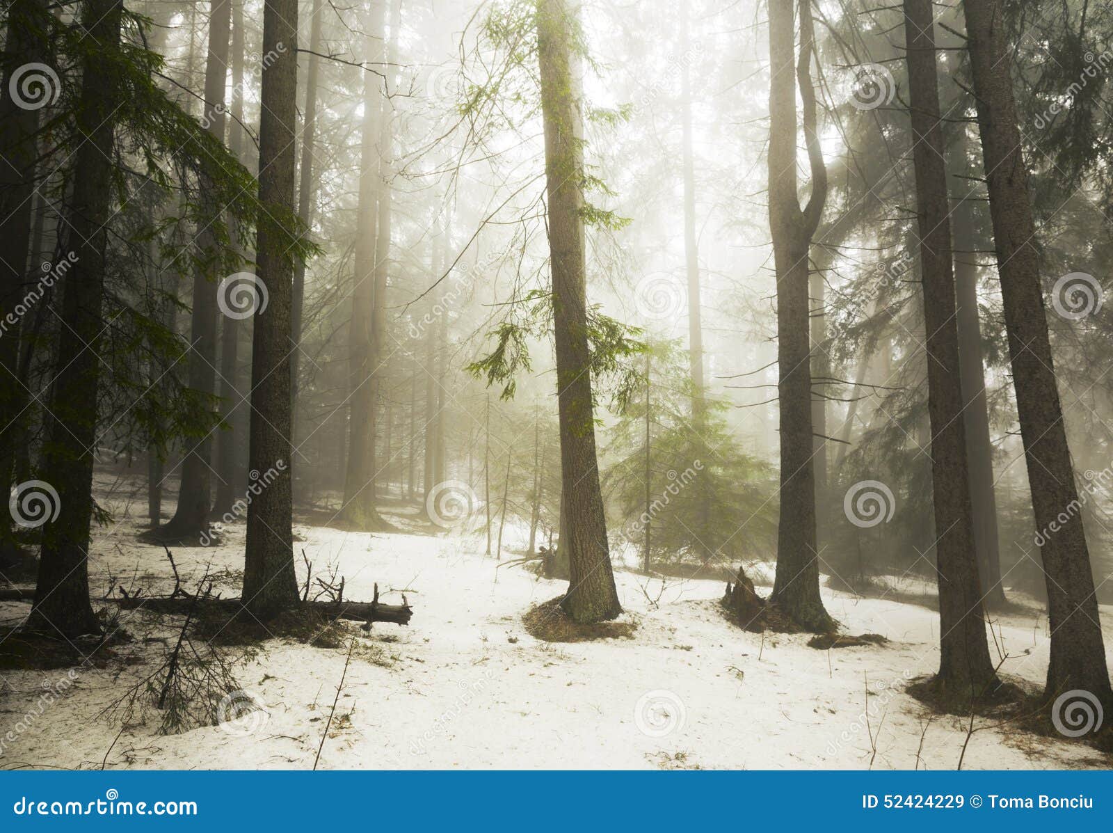 Pine tree forest fog stock image. Image of mist, canopy - 52424229
