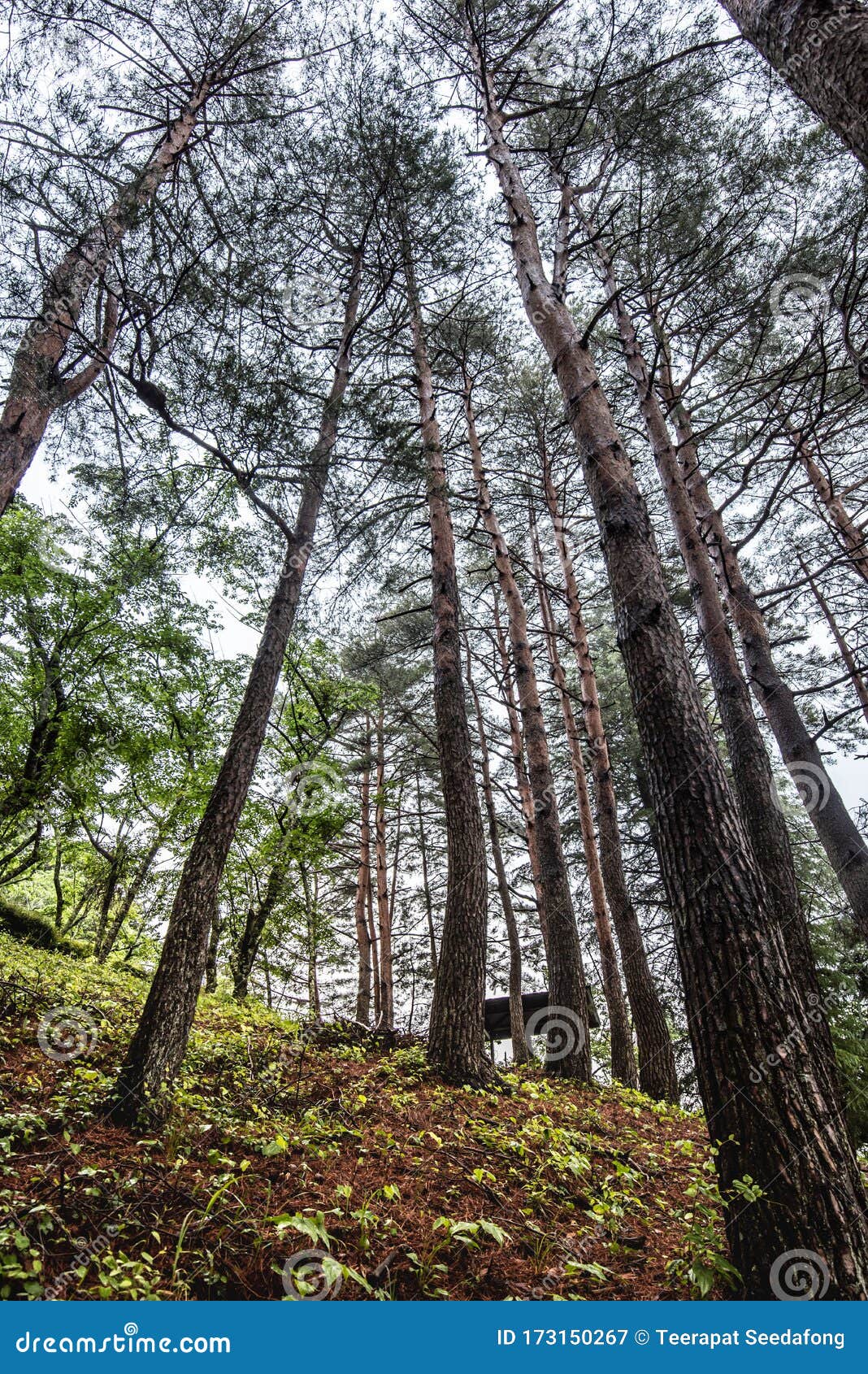 Pine Tree in Forest Fresh Nature Stock Image - Image of natural, nature ...