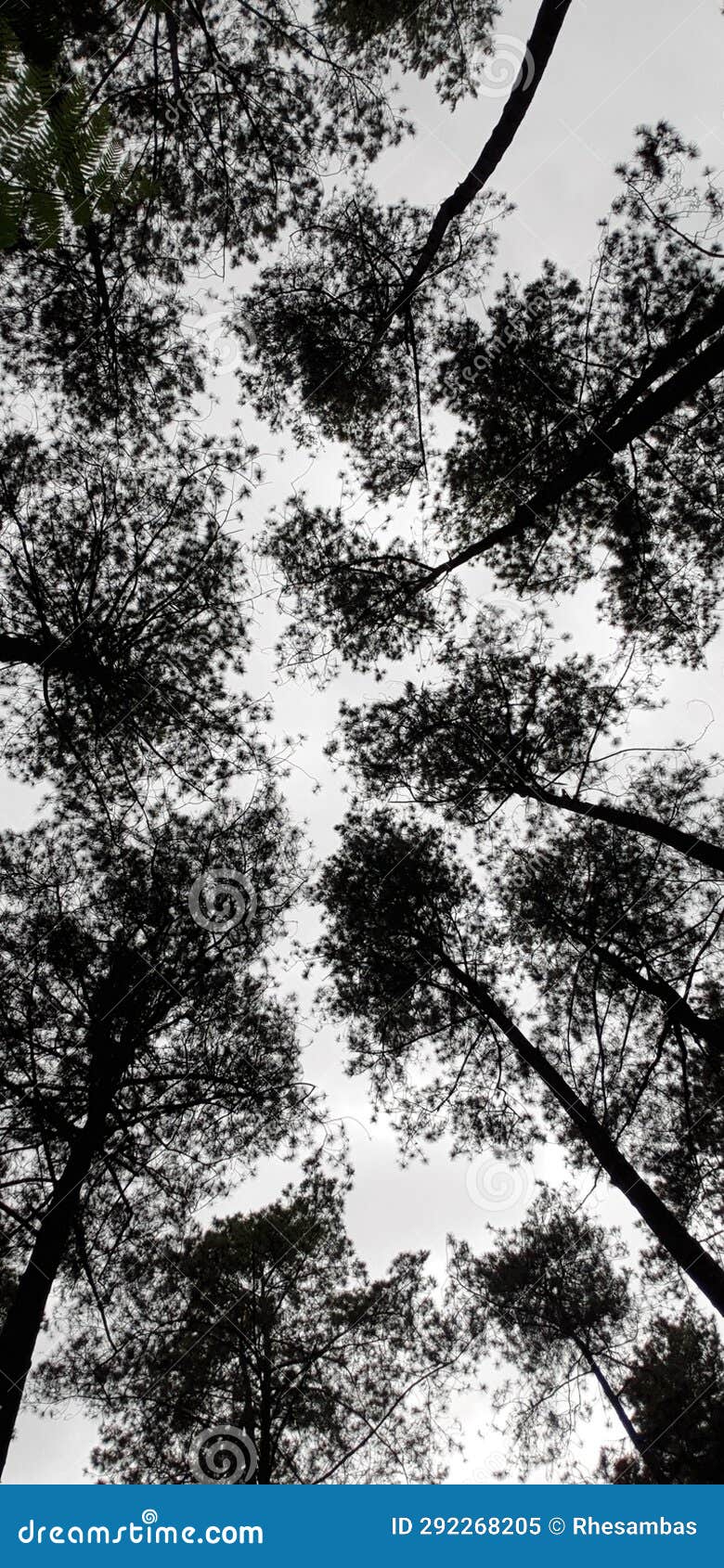 Pine Tree, Forest, Frog View, Nature, Potrait, Background Stock Image ...