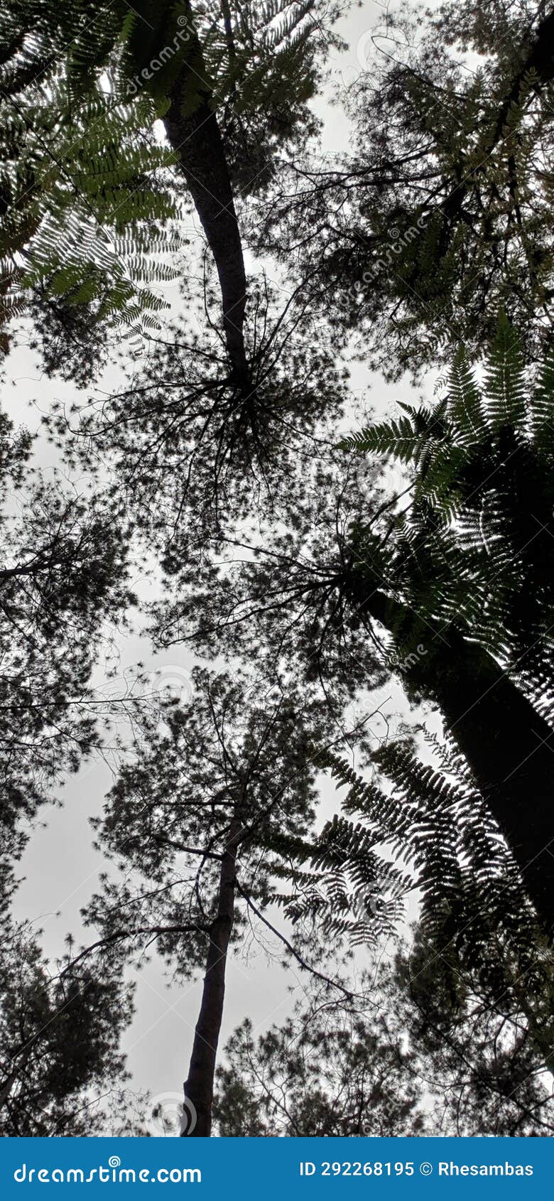 Pine Tree, Forest, Frog View, Nature, Potrait, Background Stock Image ...