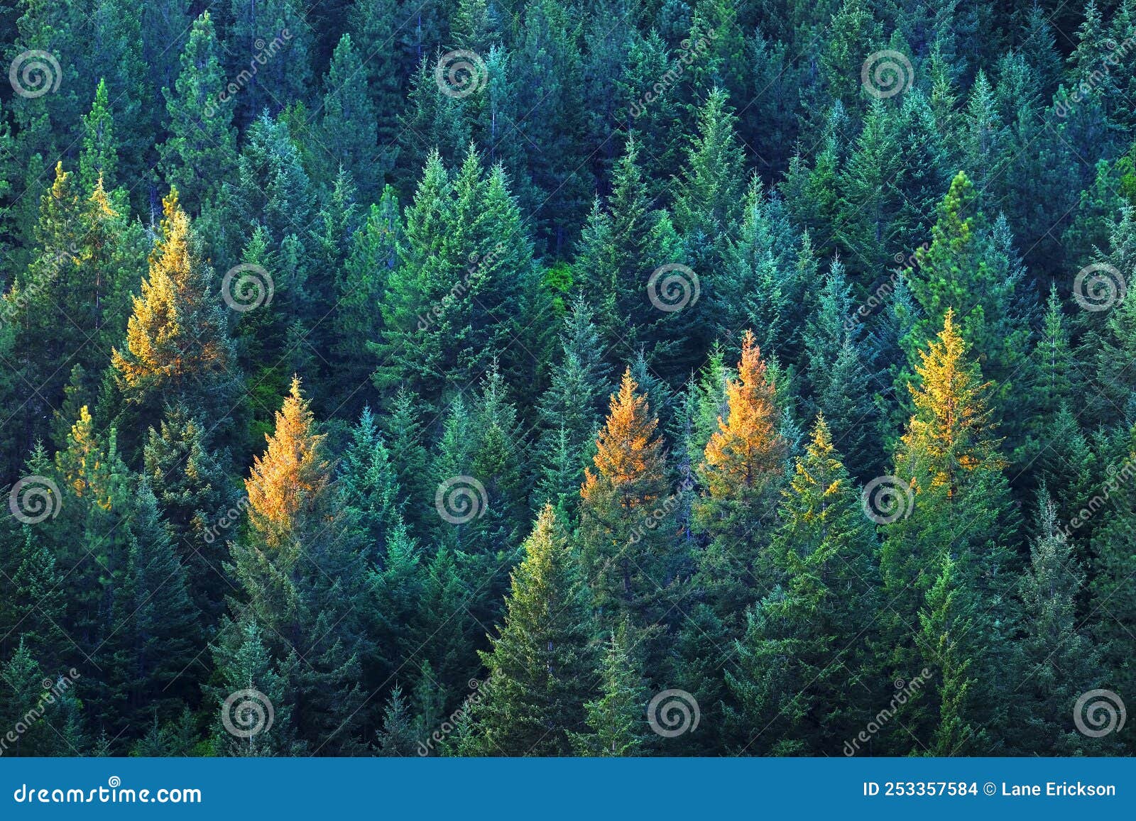 Pine Tree Forest Golden Evening Light Stock Photo - Image of mountains ...