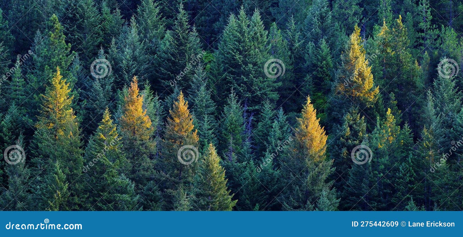 Pine Tree Forest Golden Evening Light Stock Image - Image of orange ...