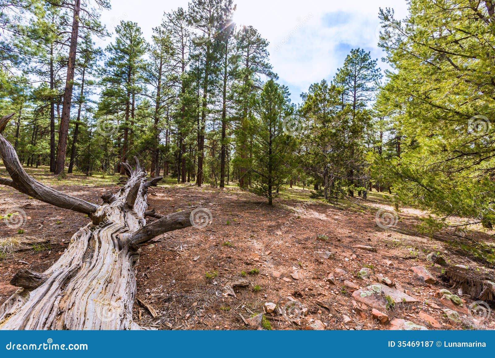 Pine Tree Forest in Grand Canyon Arizona Stock Image - Image of united ...