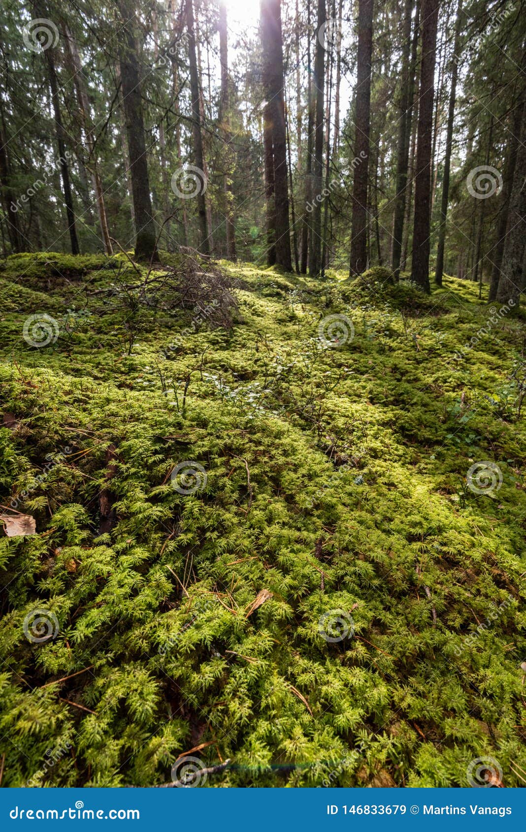 Pine Tree Forest Ground Covered in Moss Stock Image - Image of fall ...