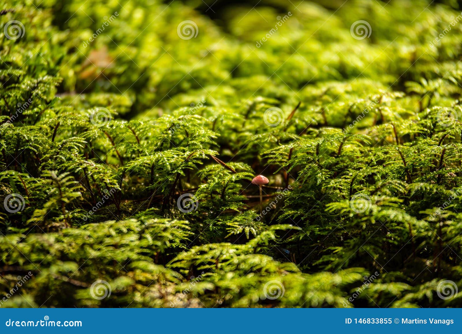 Pine Tree Forest Ground Covered in Moss Stock Image - Image of scenic ...