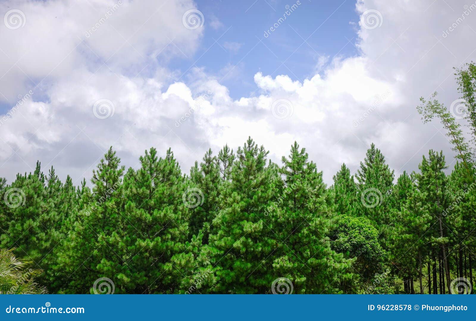Pine Tree Forest in Highlands, Mauritius Stock Photo - Image of natural ...