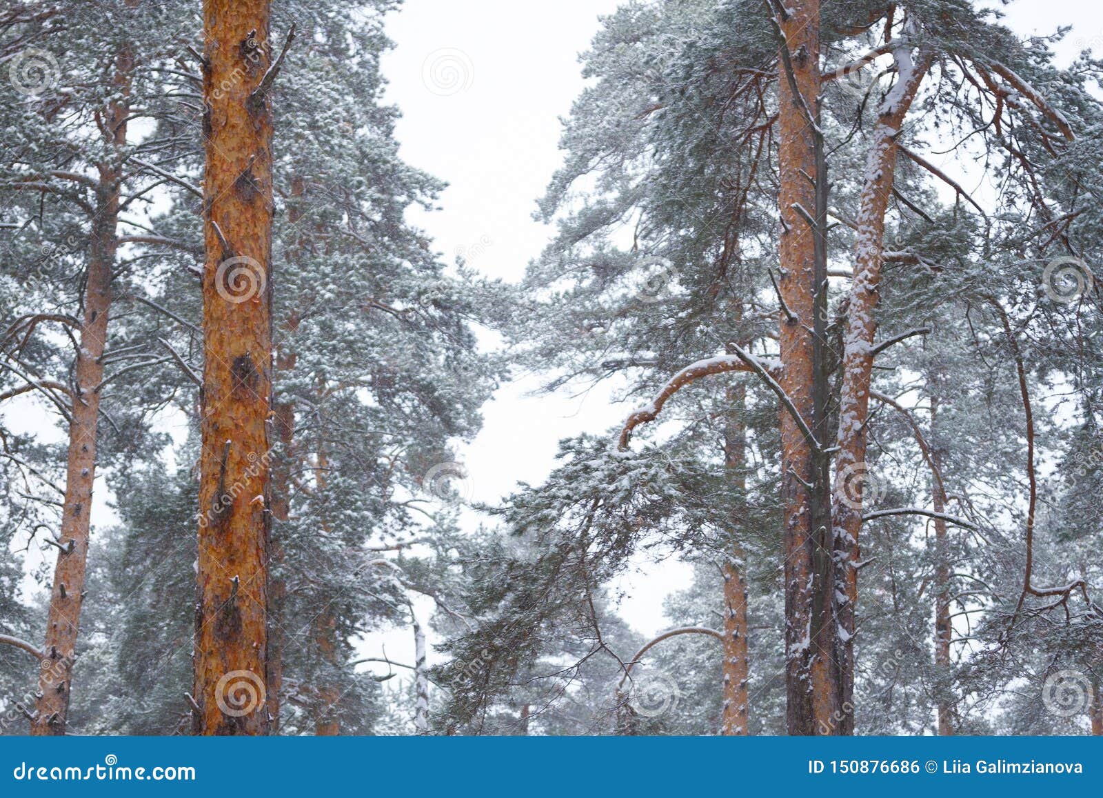 Pine tree forest image stock photo. Image of cold, outdoor - 150876686