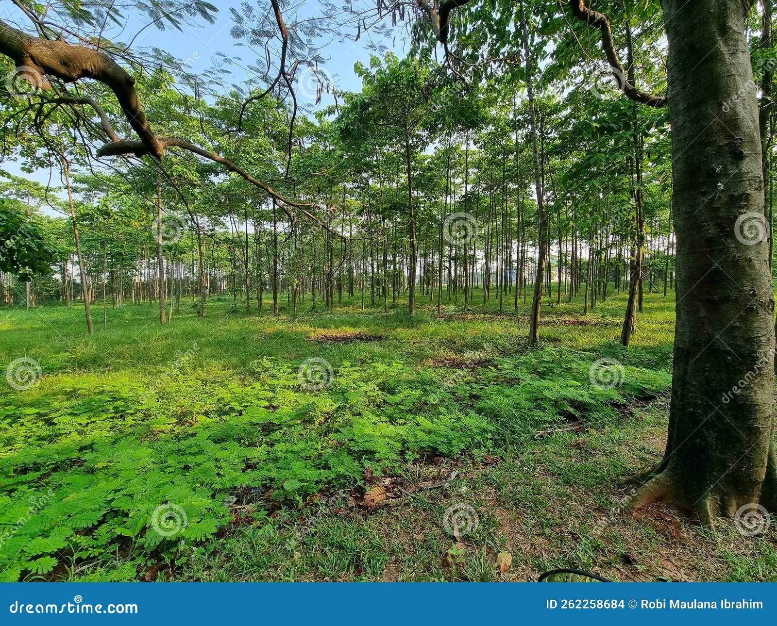 Pine Tree in the Forest, Jakarta. Stock Photo - Image of tree, jakarta ...
