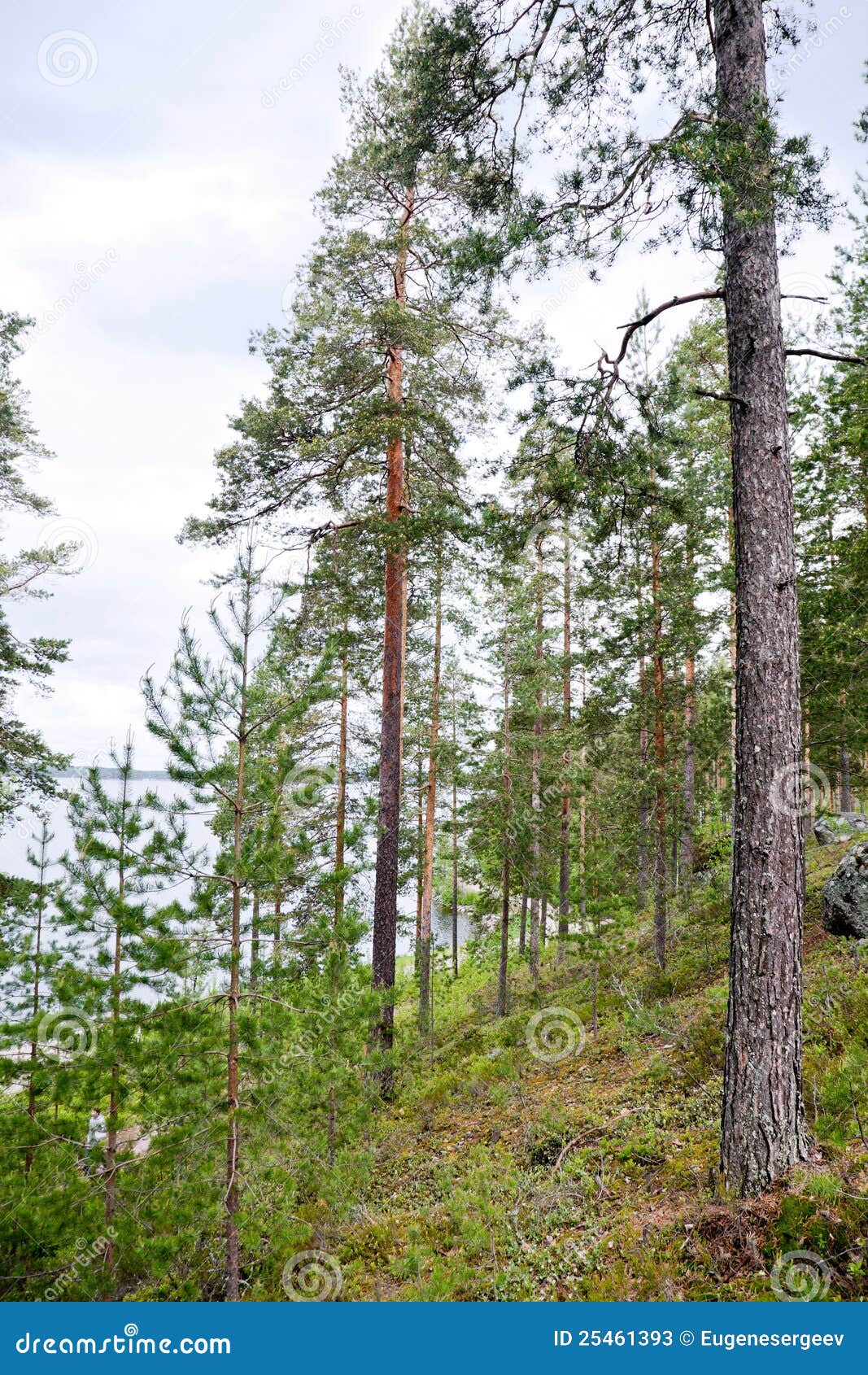Pine Tree Forest in Karelia, Finland Stock Image - Image of ecological ...