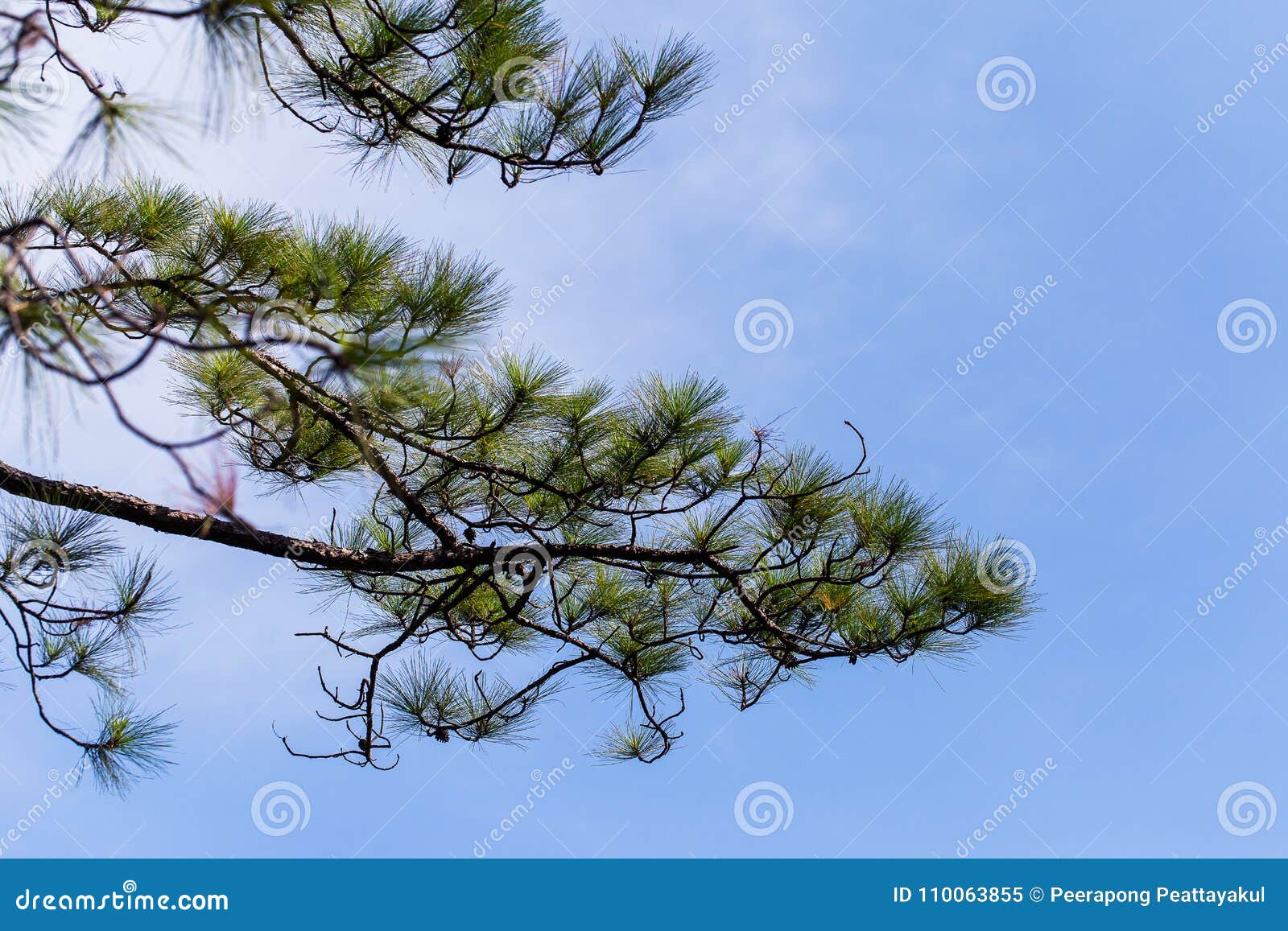 Pine Tree Forest Landscape. Stock Image - Image of summer, nature ...