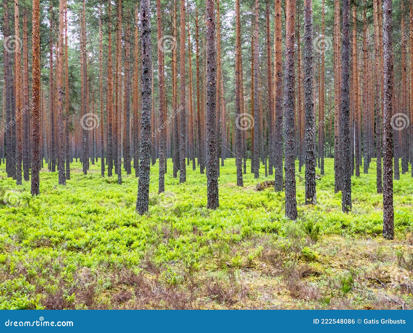 Pine tree forest landscape stock photo. Image of green - 222548086