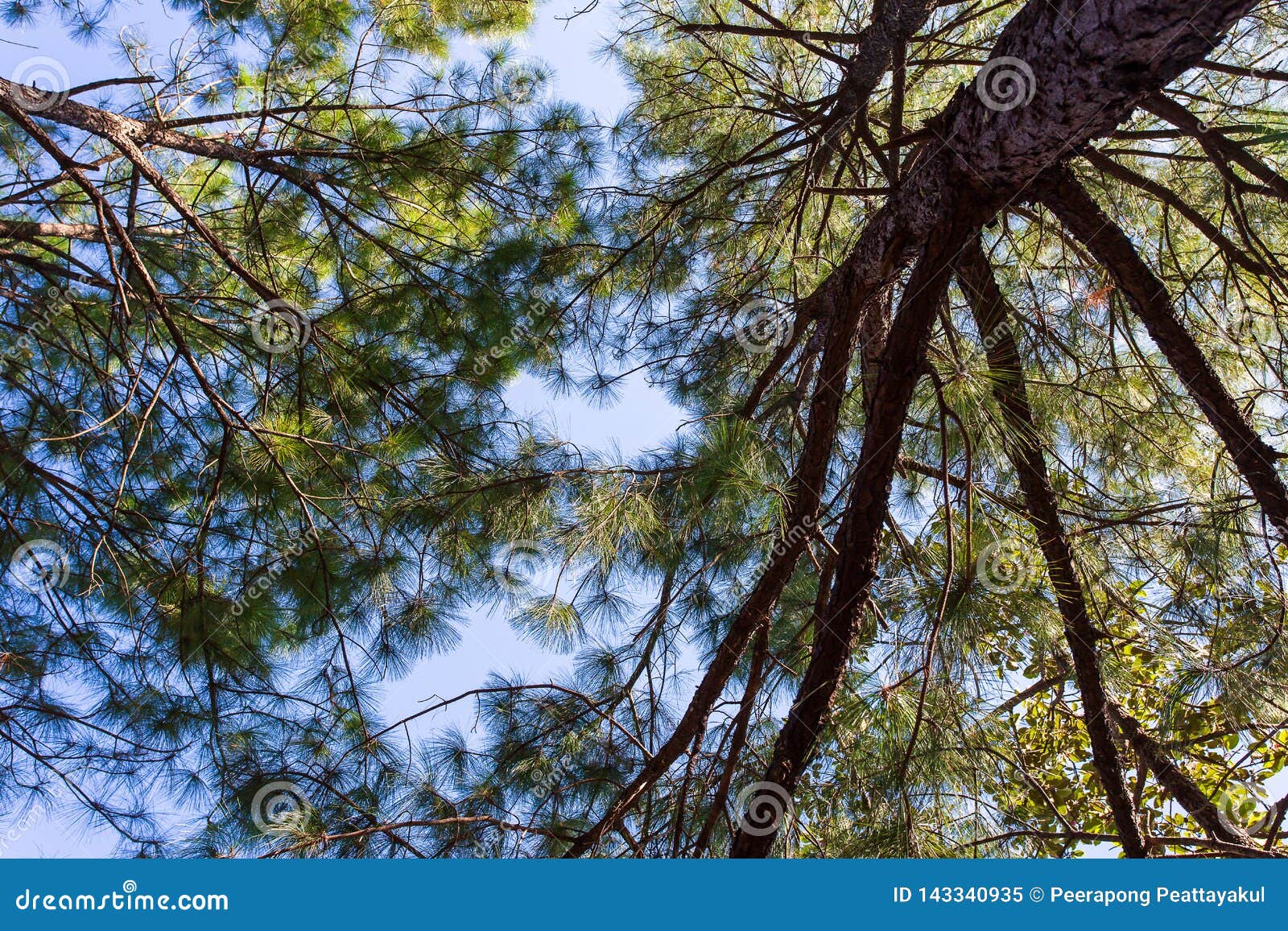 Pine tree forest landscape stock image. Image of botany - 143340935