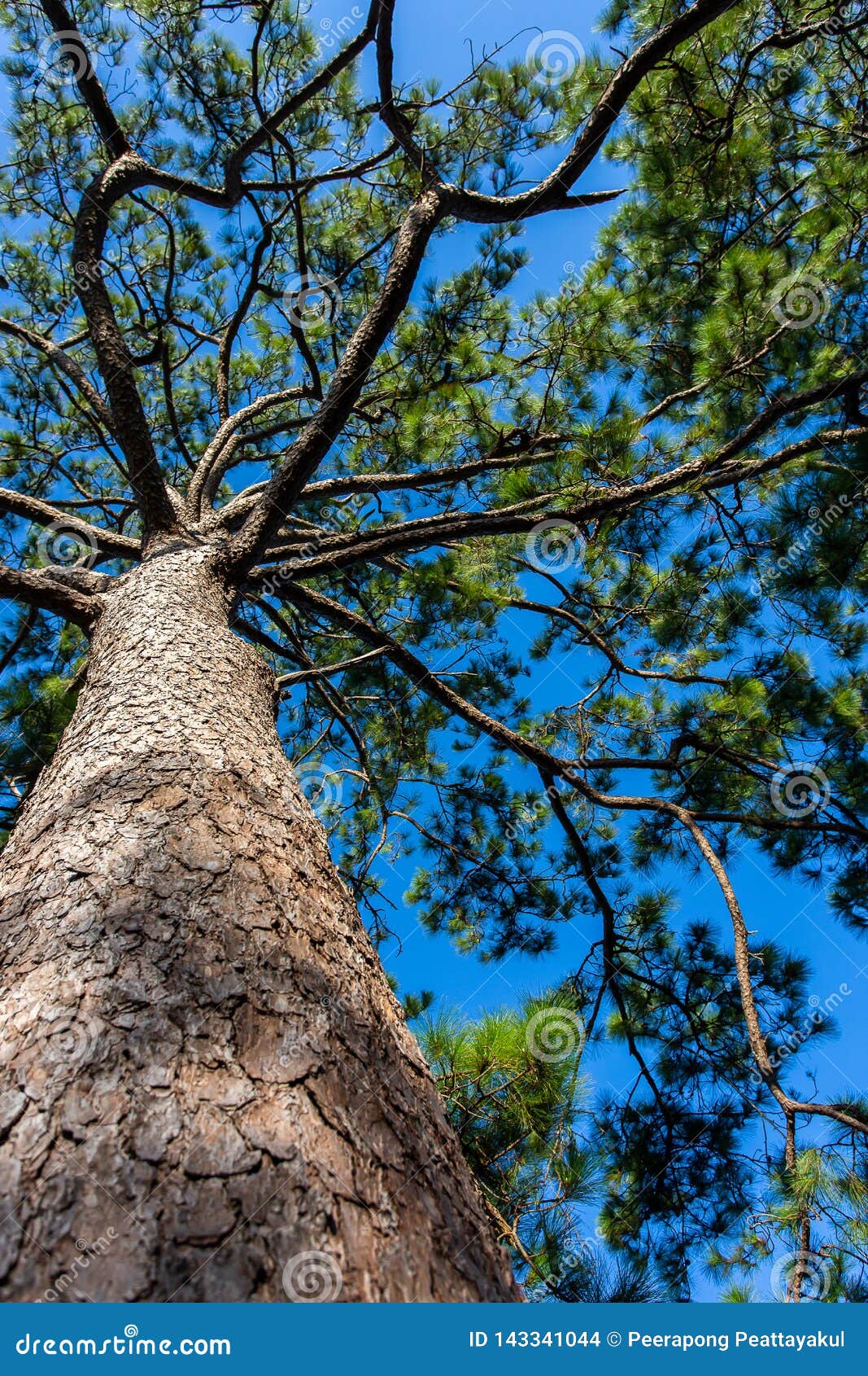 Pine tree forest landscape stock photo. Image of season - 143341044