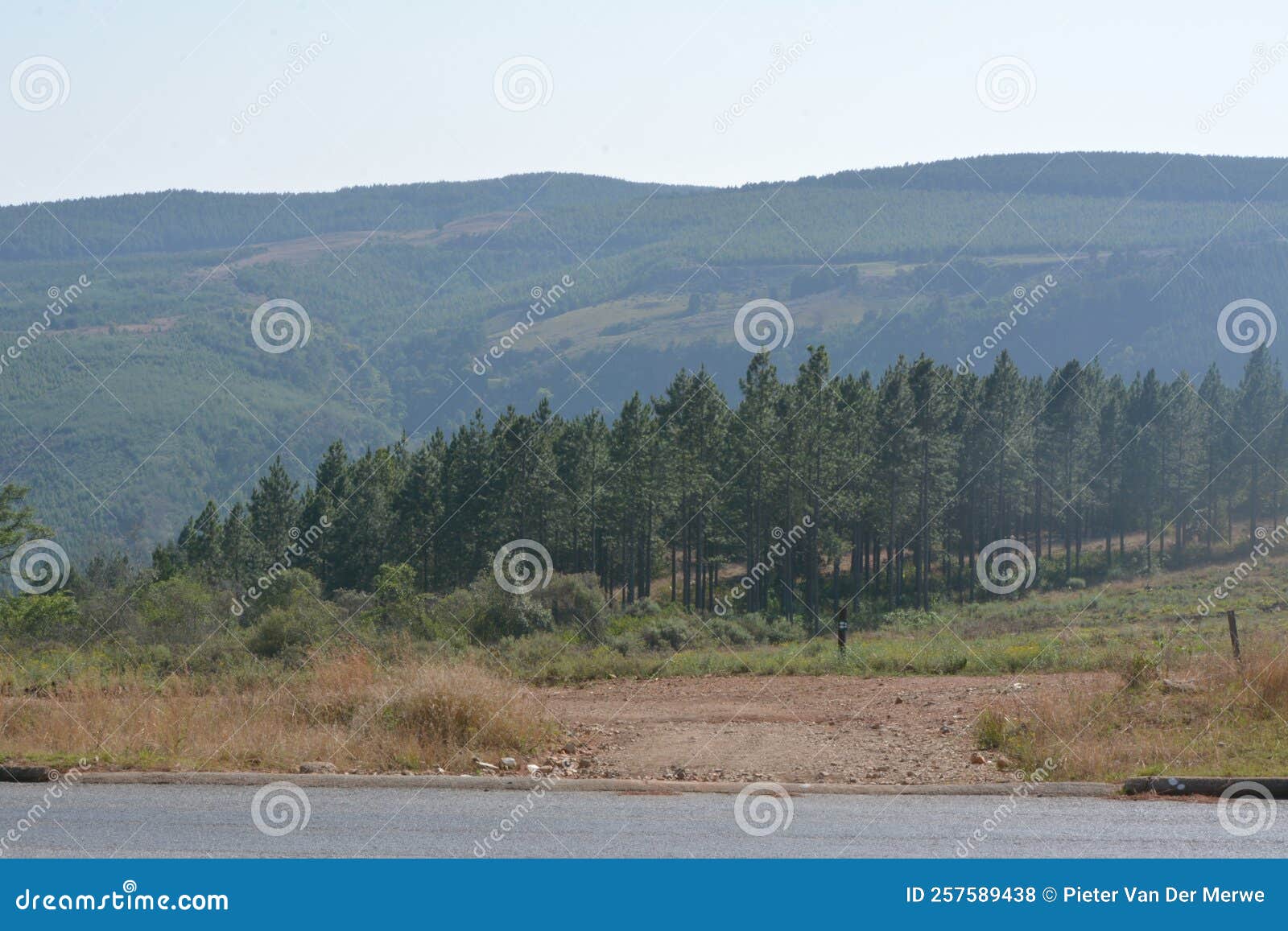 A Pine Tree Forest in the Low Veld. Stock Photo - Image of fell ...