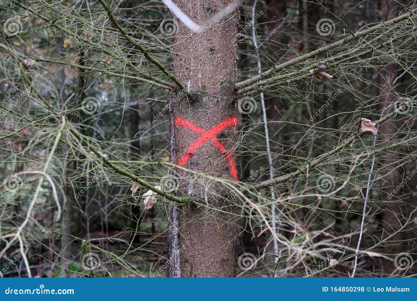 Pine Tree in Forest Marked with Red X To Be Cut Down Stock Photo ...
