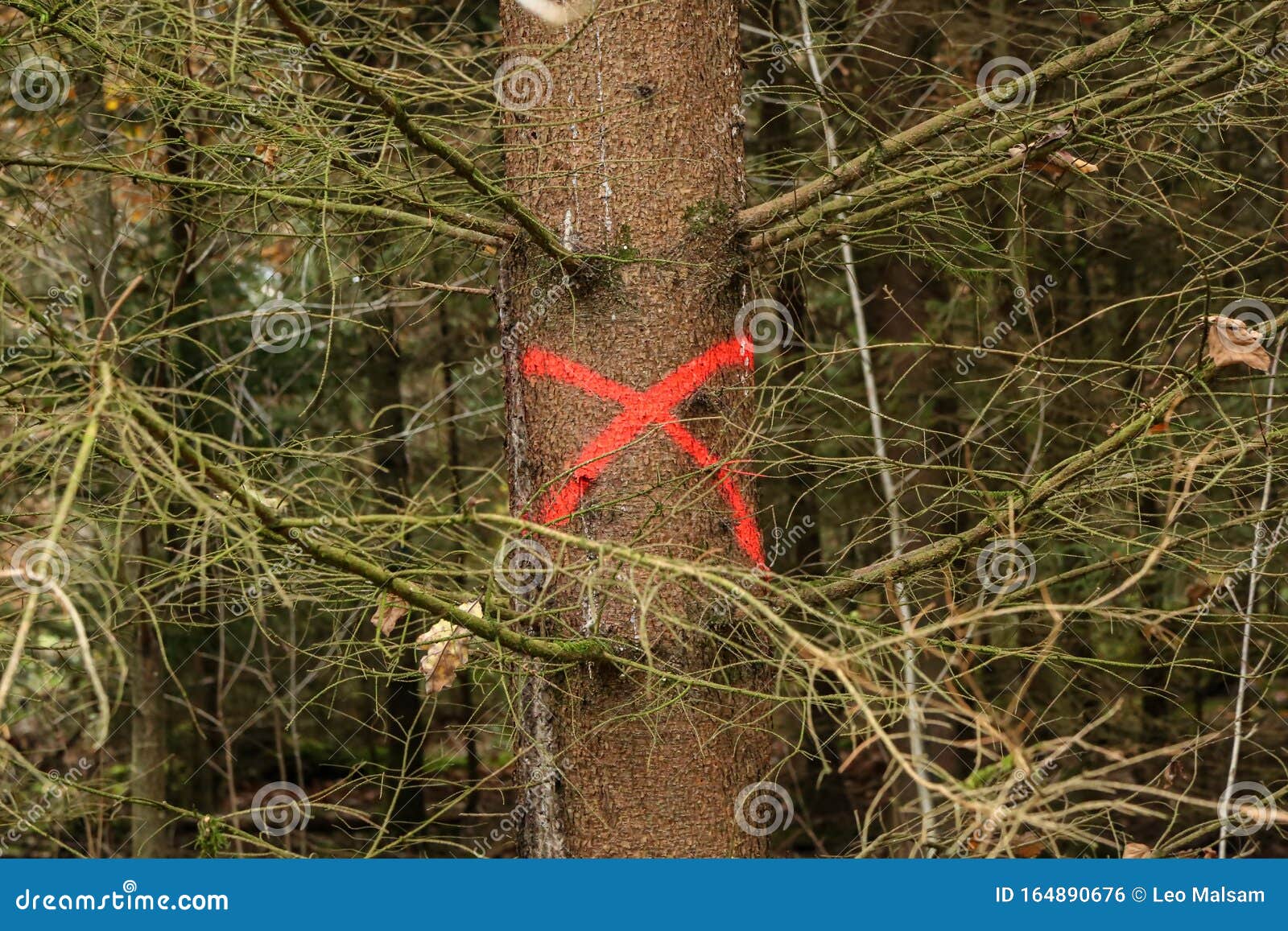Pine Tree in Forest Marked with Red X To Be Cut Down Stock Photo ...