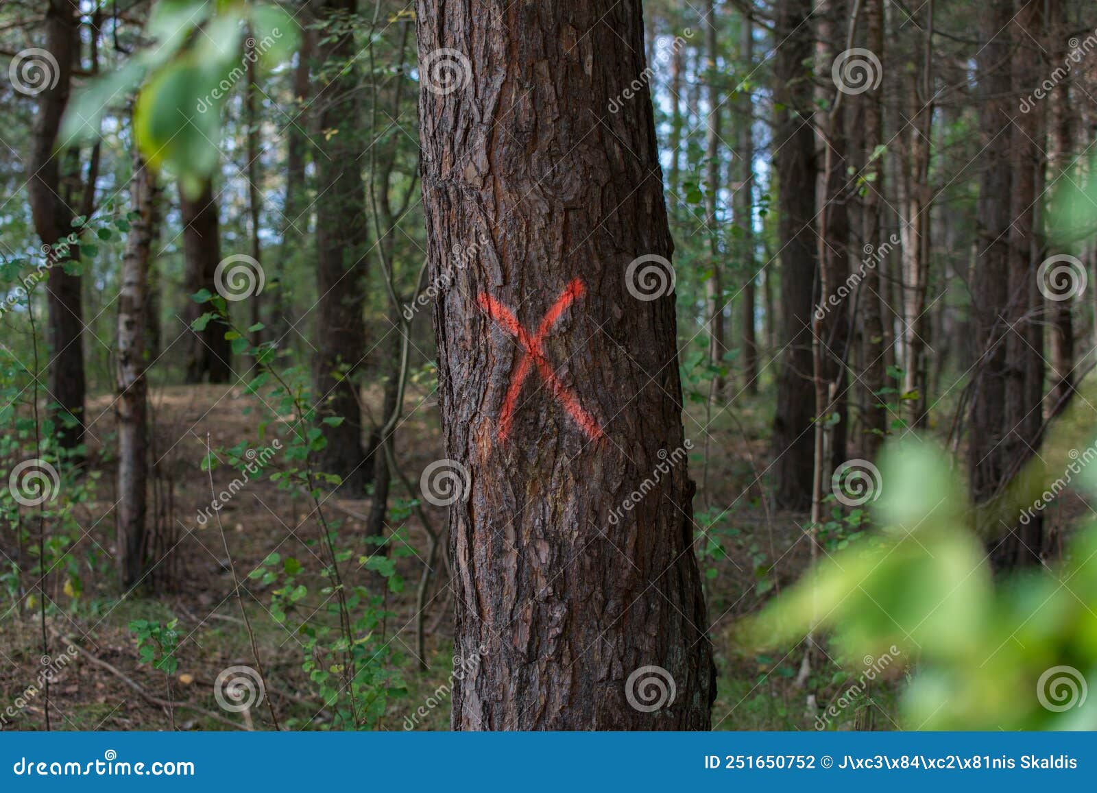 Pine Tree in Forest Marked with Red X To Be Cut Down Stock Photo ...