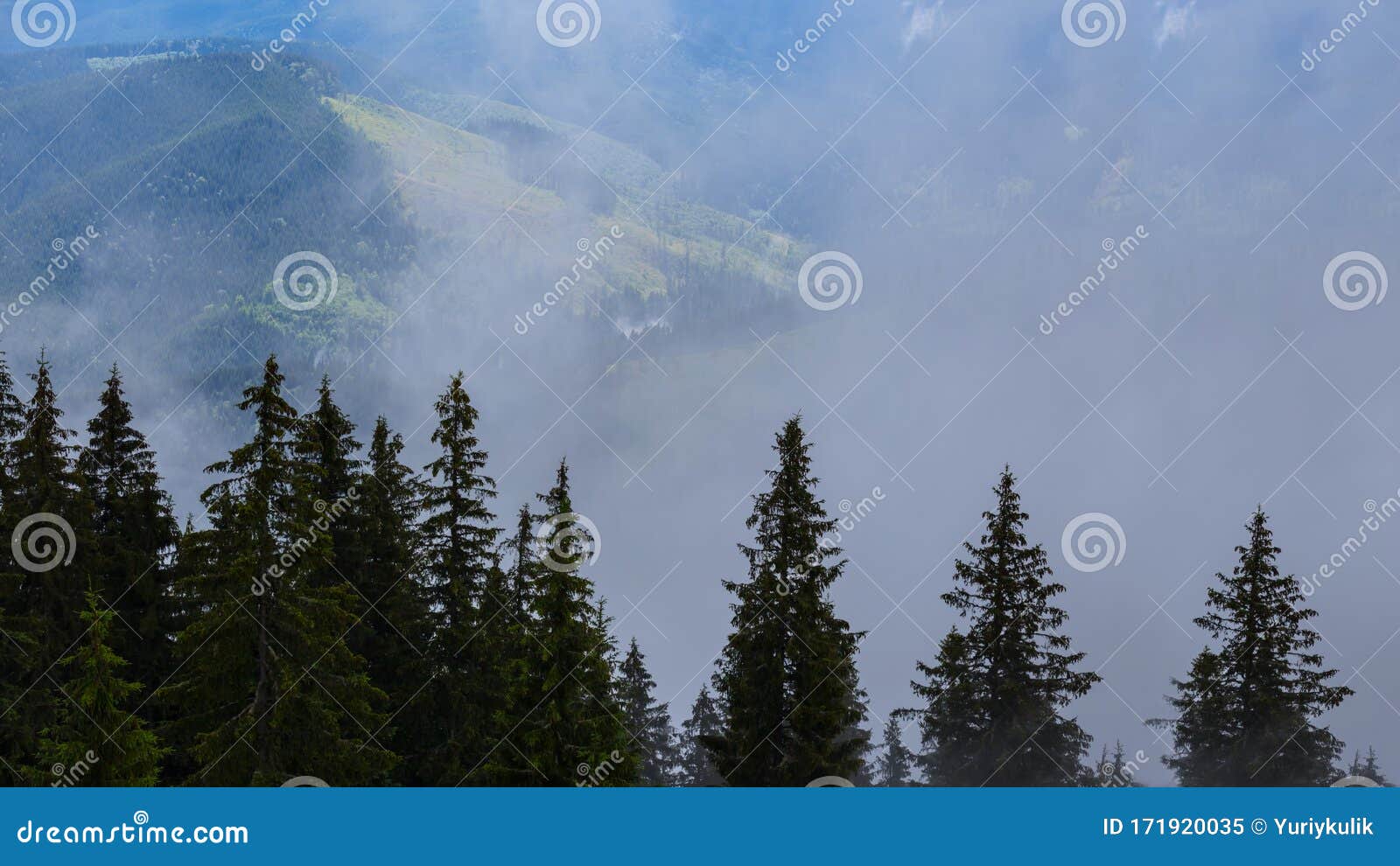 Pine tree forest in a mist stock image. Image of scenic - 171920035