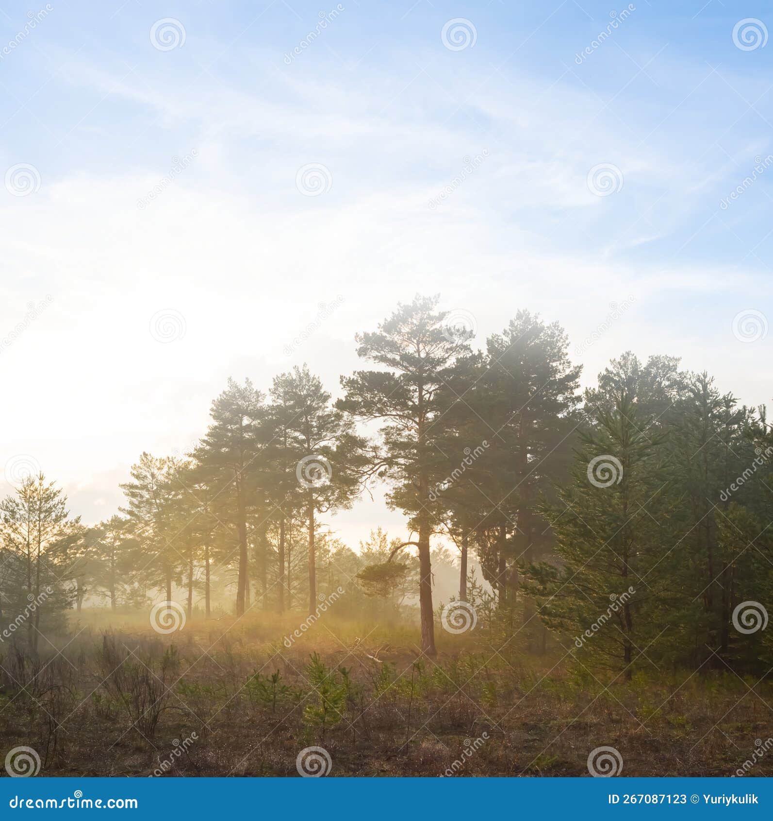 Forest in Mist at the Sunset Stock Image - Image of glade, pine: 267087123