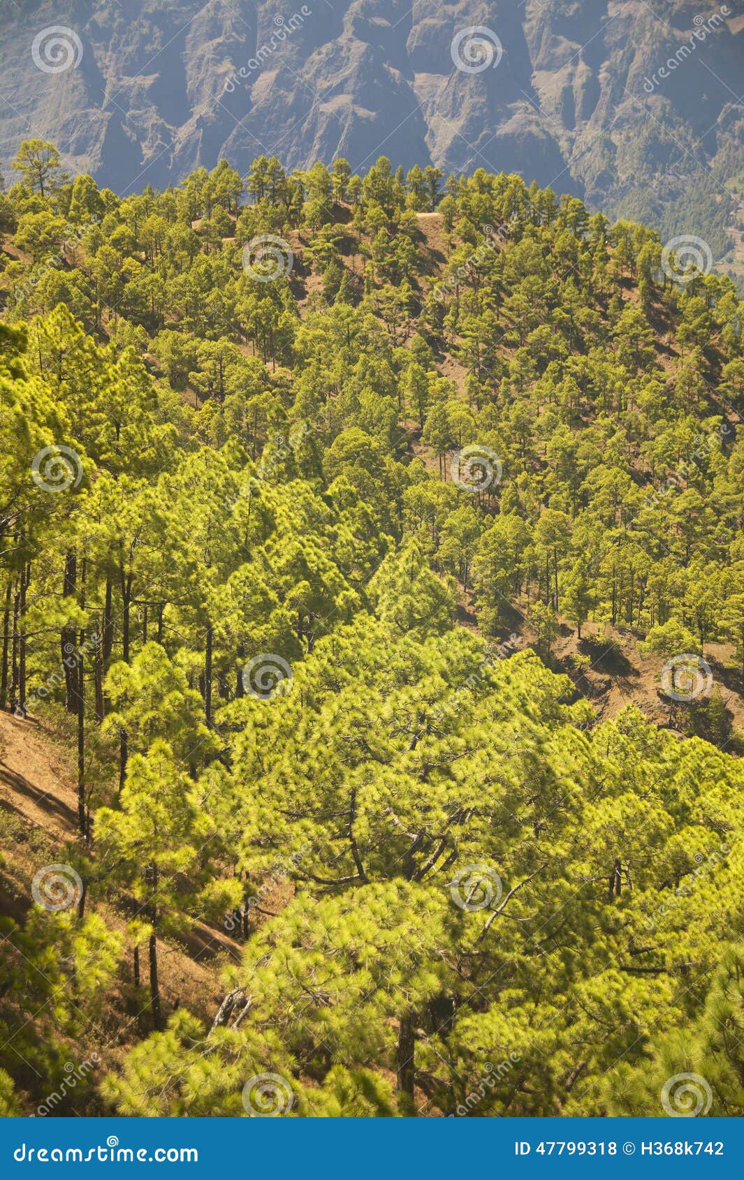 Pine Tree Forest and Mountain. La Palma. Spain Stock Photo - Image of ...