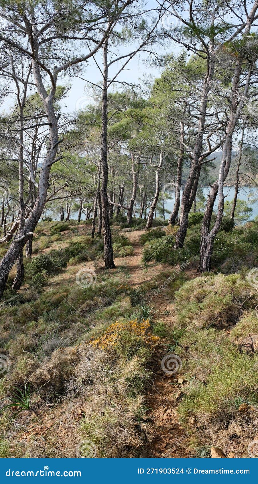 Pine Tree Forest in Mountain in Turkey Stock Photo - Image of calmness ...