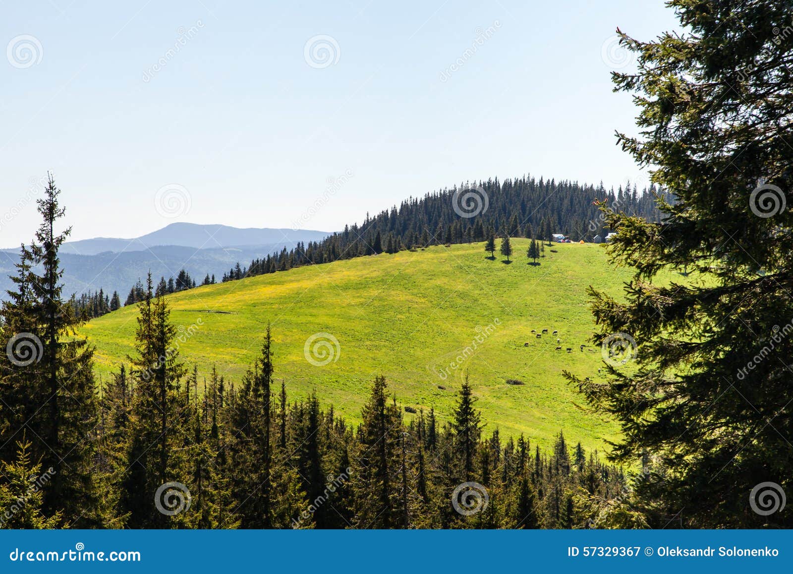 Pine Tree Forest in the Mountains on a Nice Day Stock Image - Image of ...