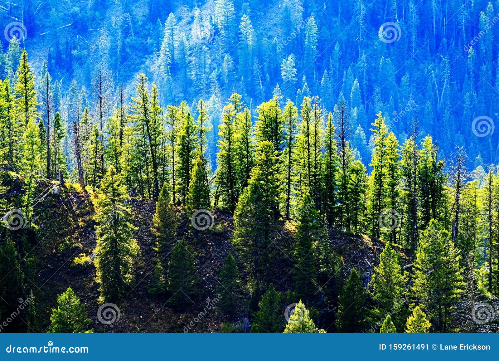 Pine Tree Forest in Mountains on Ridgeline Stock Image - Image of ...