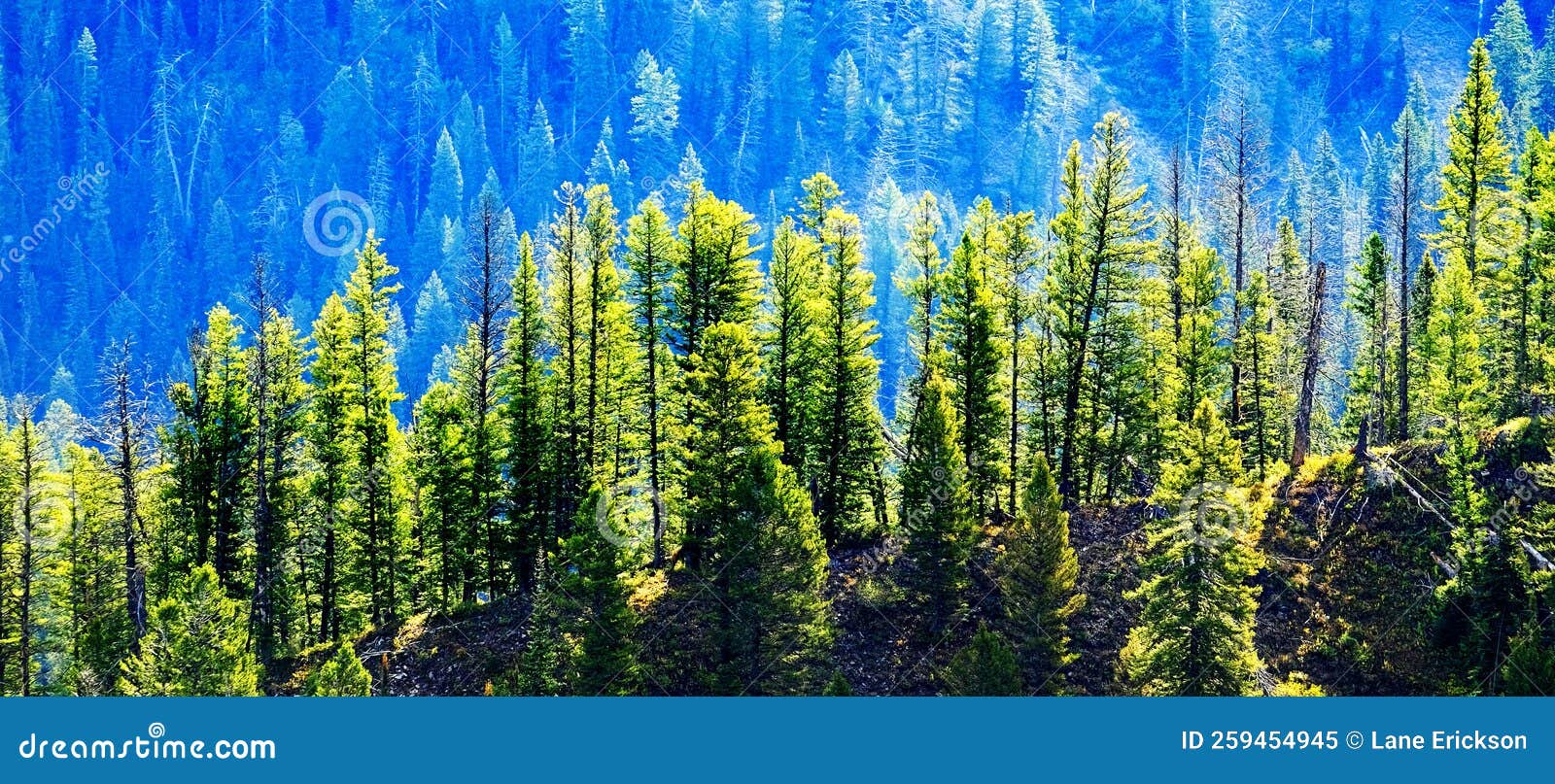 Pine Tree Forest in Mountains on Ridgeline Stock Image - Image of ...
