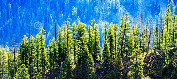 Pine Tree Forest in Mountains on Ridgeline Stock Image - Image of ...